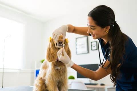 Best Vet Hospital In Nampa, ID | Viking Veterinary Hospital